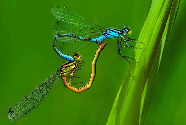 Dragonfly Love | Fotoriz