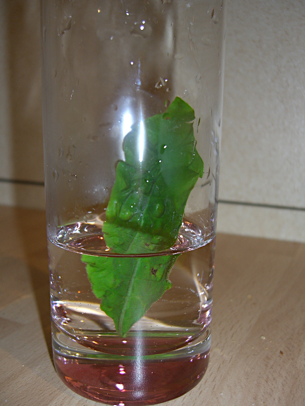 Growing Psychotria spp.