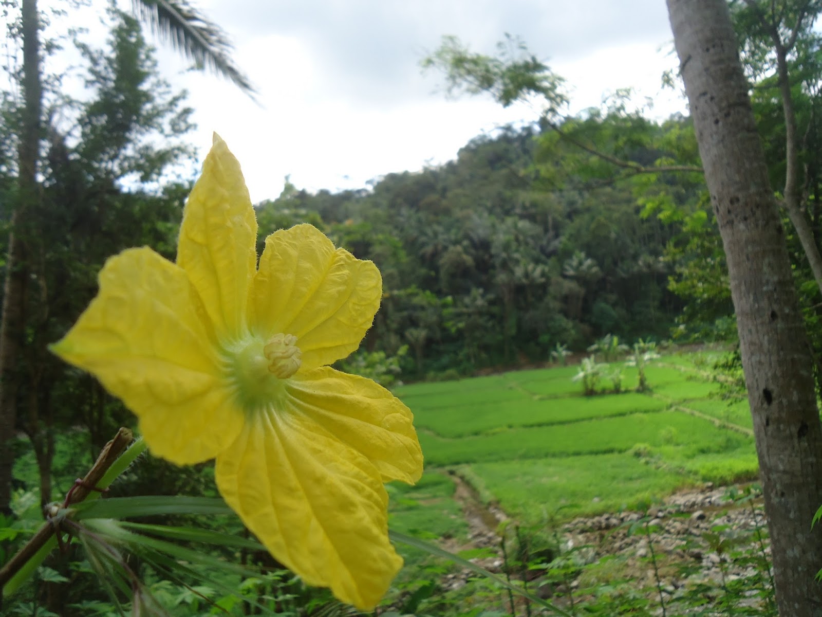 Wallpaper Bunga Labu Kuning di Bukit Menoreh - Rumah Daun Muda