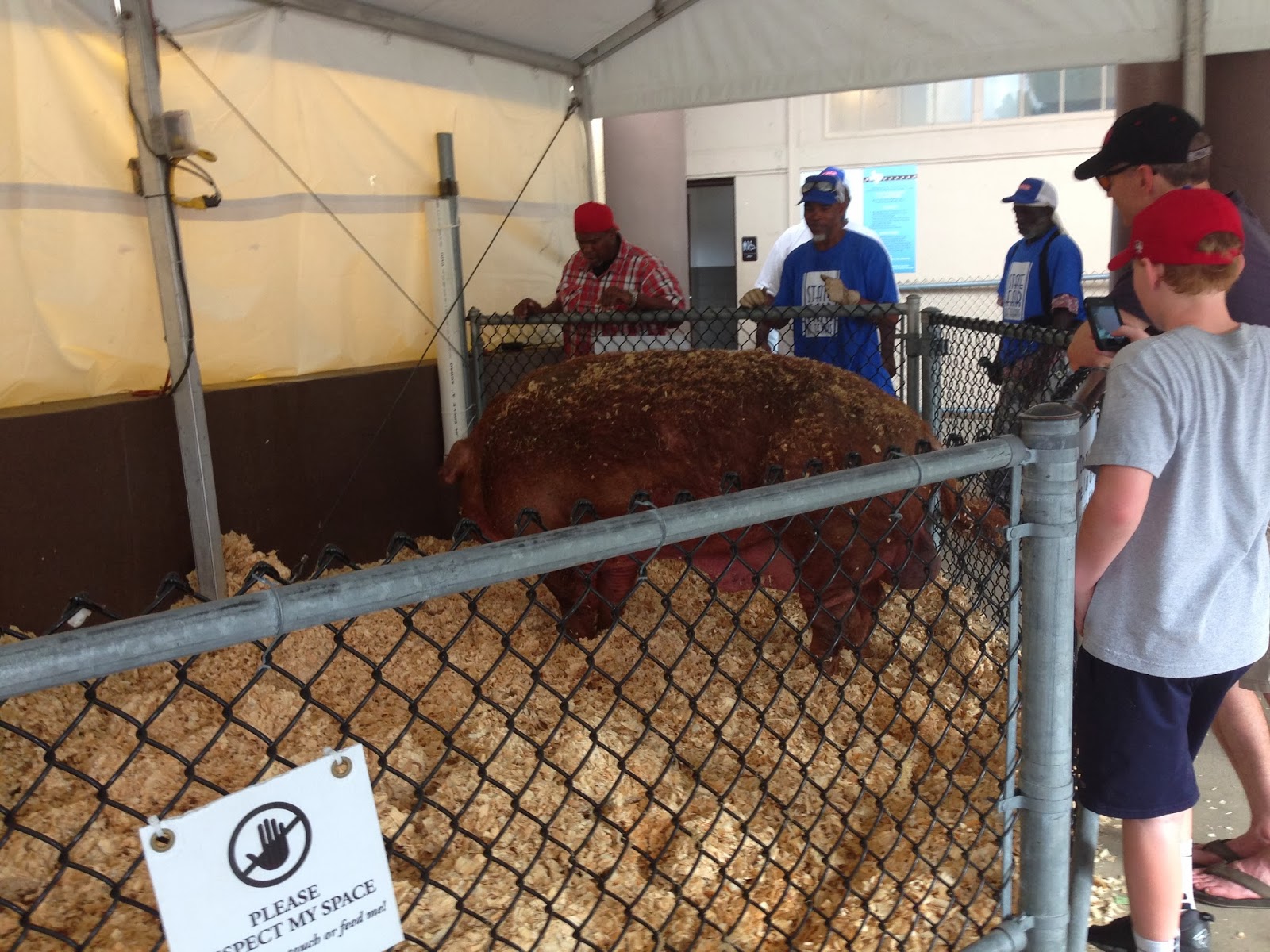 State Fair of Texas 2013: Prize Winning Hog at Texas State Fair 2013