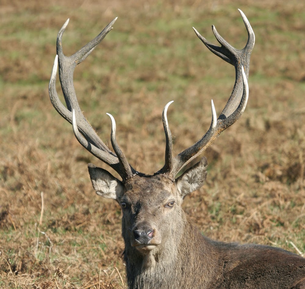 ANIMALS PICTURE: STAG PICTURES GALLERY-10