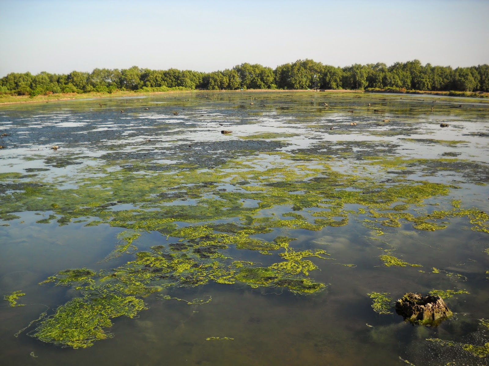 balebete baunajuku: Budidaya Ikan Bandeng di Tambak Tradisional