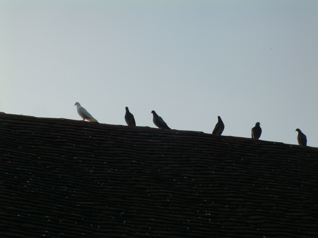 My Doves: Meet The Pobble and Faith goes visiting