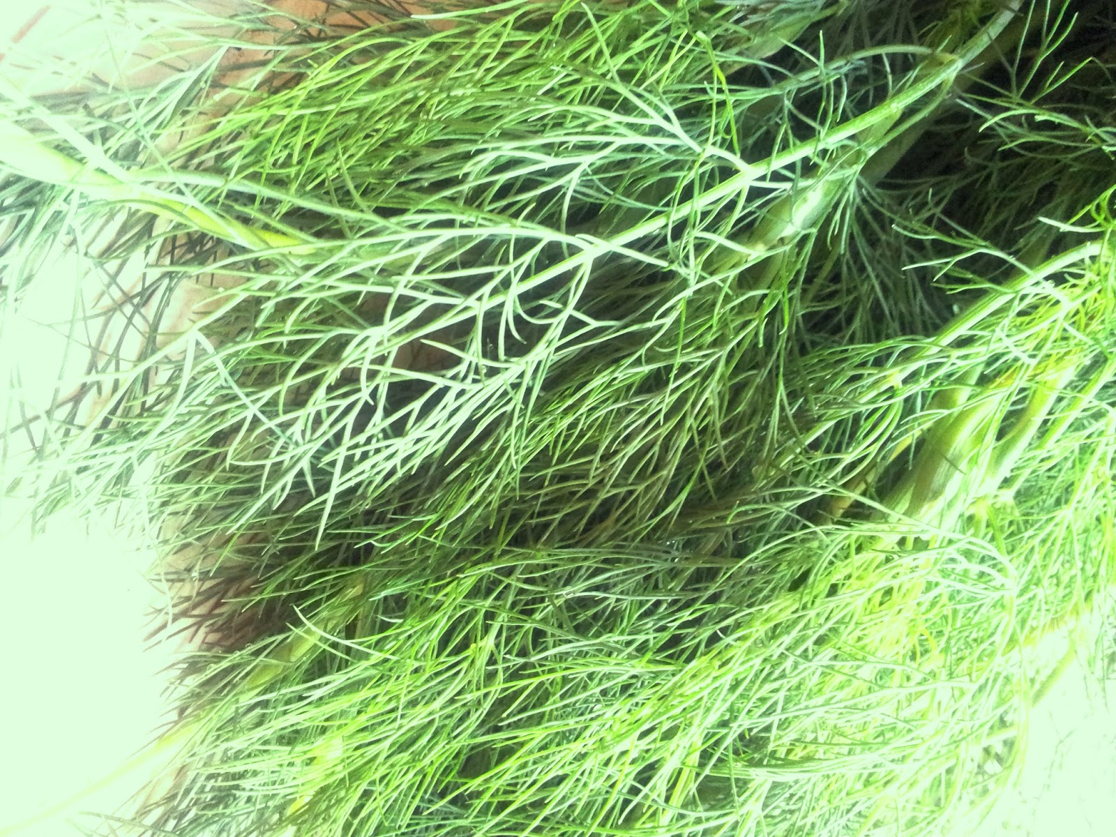 Cooking in Latvia: Dill = Dilles