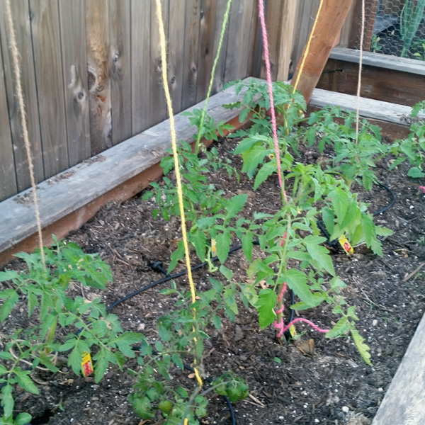 Erin Reed Makes: Colorful Rope for Training Tomato Plants - Canavs Corp ...