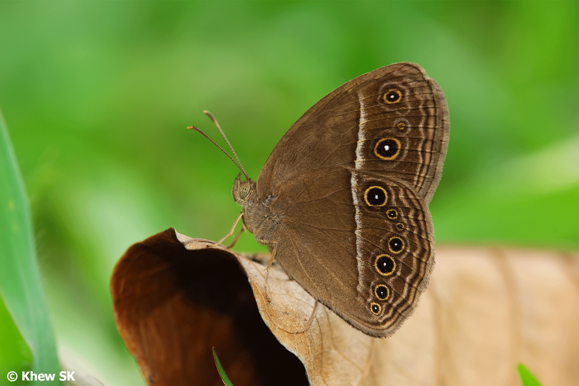 Butterflies of Singapore: Bush Browns of Singapore : Part 1
