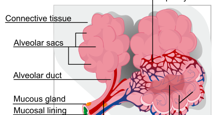 What is Interstitial Lung Disease? ~ The Healing Touch