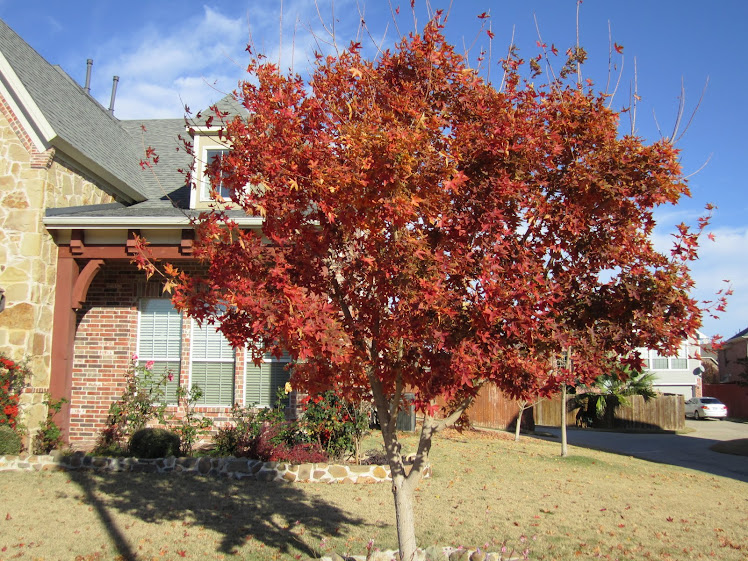 MAPLES 4 ALLEN, TEXAS: Who said there are no fall colors in N. Texas?