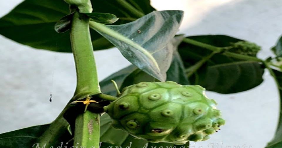 Medicinal and Aromatic Plants: MORINDA CITRIFOLIA