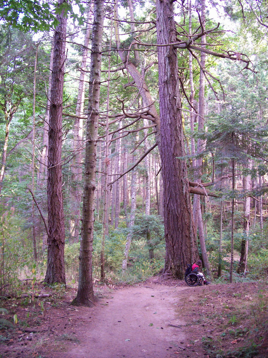 Vancouver Island Big Trees: Devonian Park Ancient Douglas-fir
