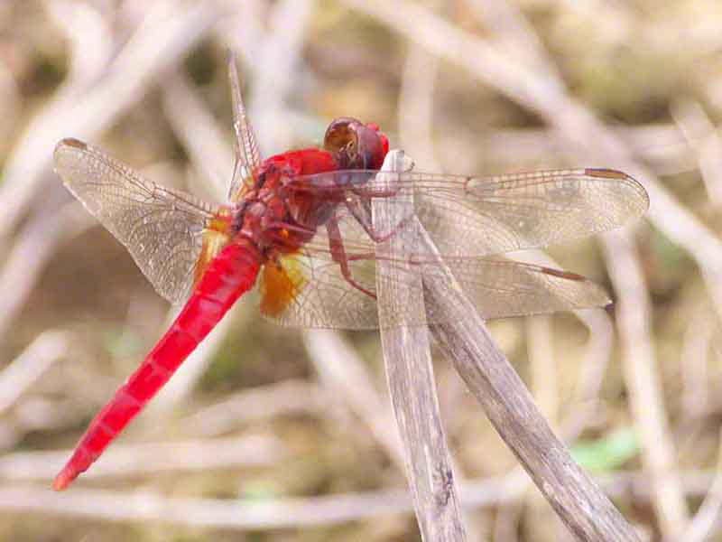 Ryukyu Life: Red Dragonfly (赤とんぼ) Akatombo in Japanese