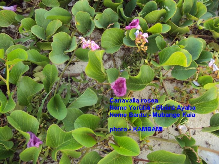 Umbanda,macumbas e crônicas da vida: Receita da casa