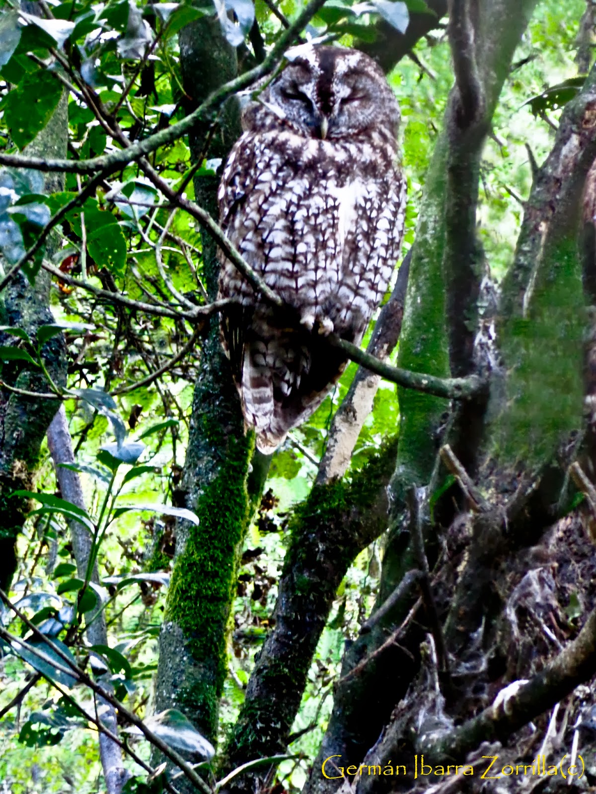 FAUNA COMPACTA el blog de Germán Ibarra Zorrilla: Cárabo común (Strix ...