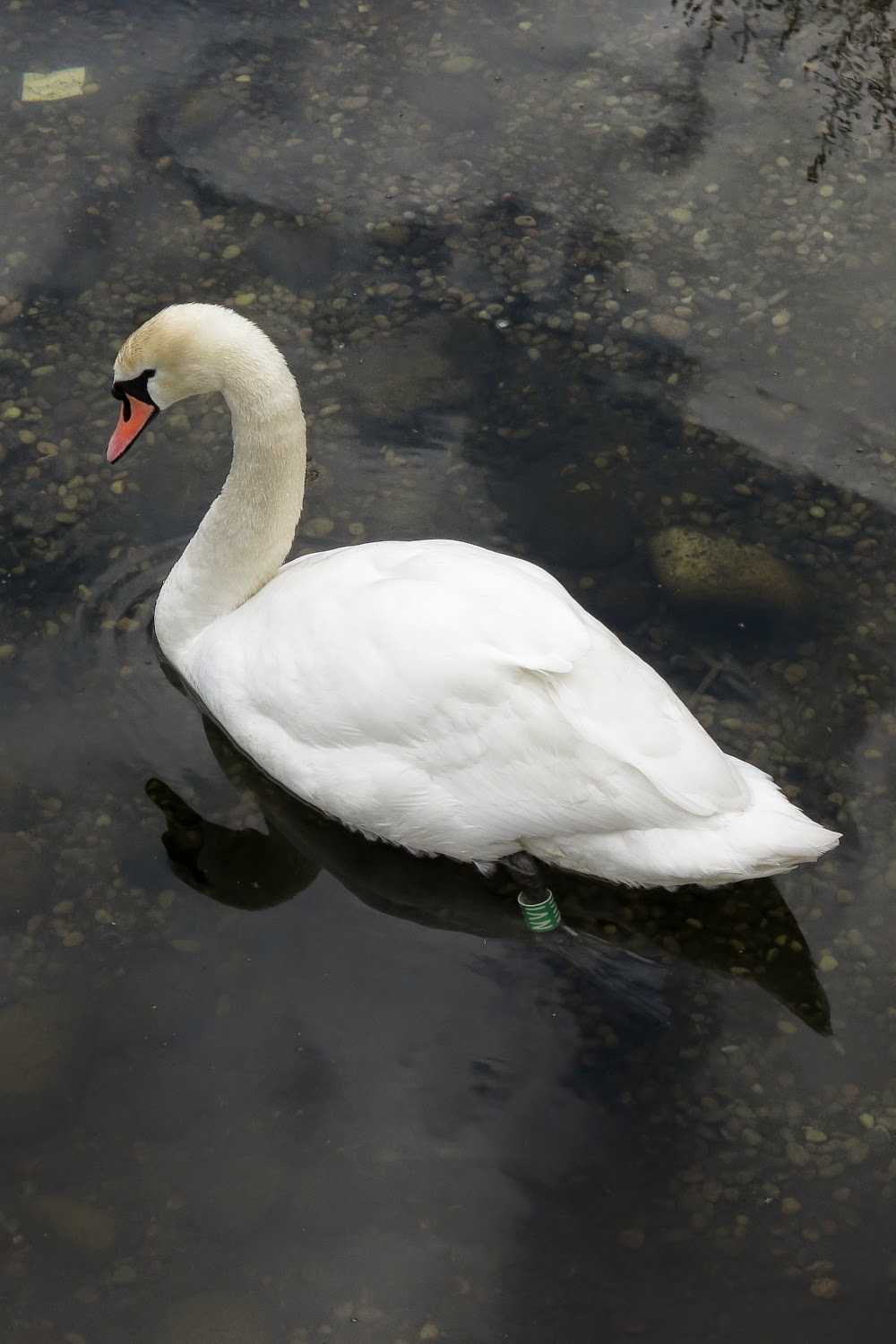 Norman & Norma - A Swan Love Story