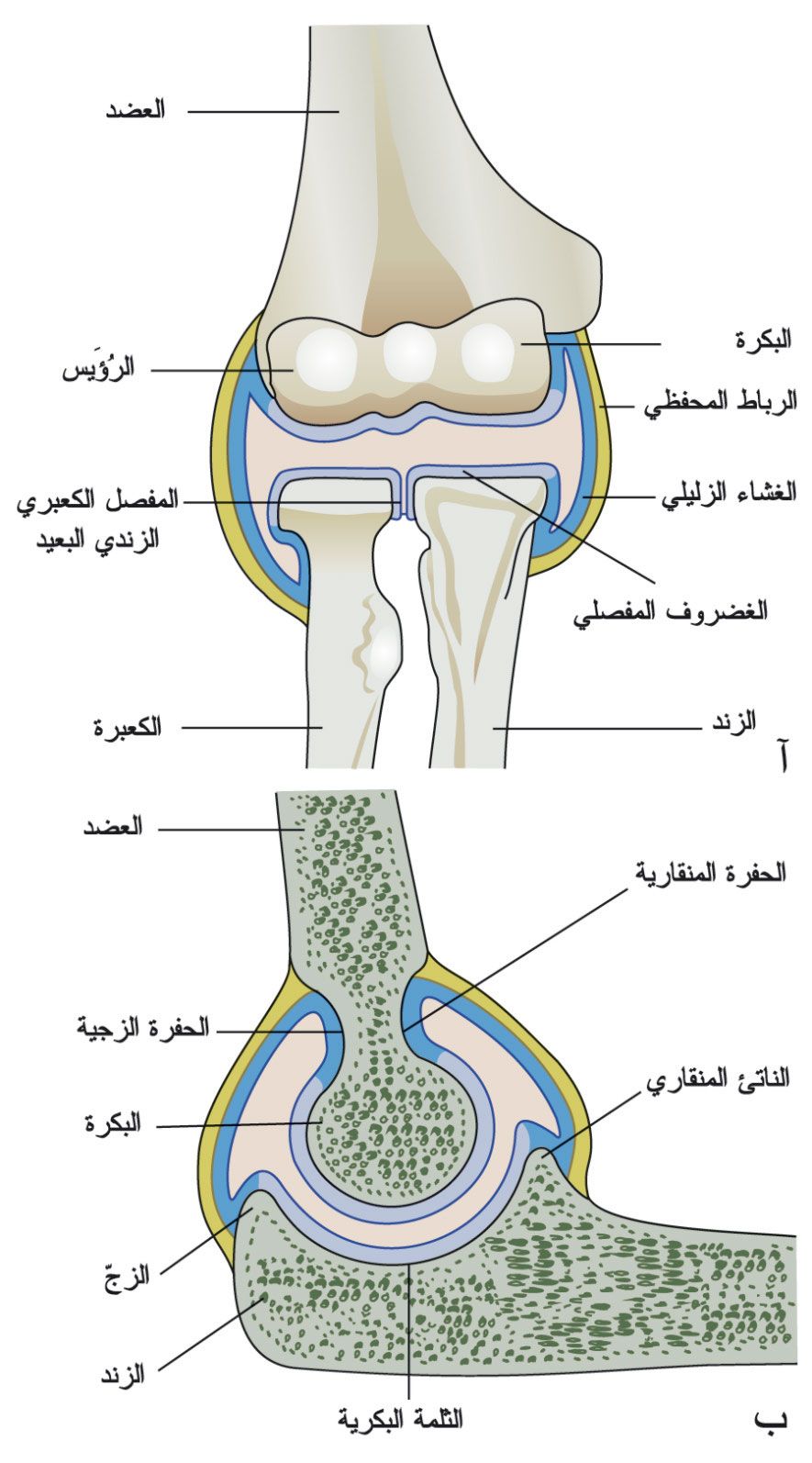بحث حول المفاصل - الموسوعة المدرسية