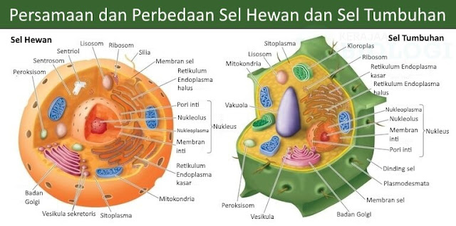 Aneka Macam Sel - Biologi Kelas 12