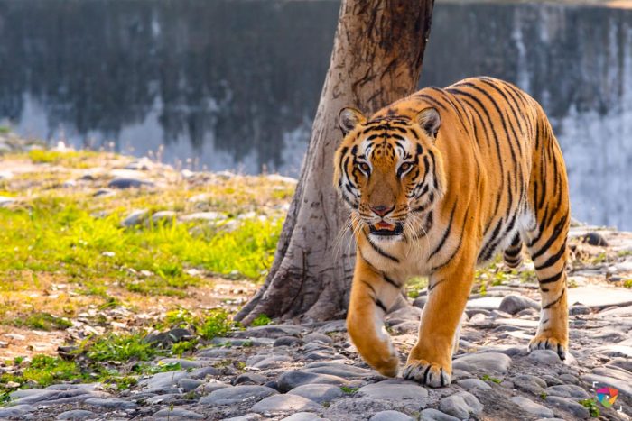 wildlife photography