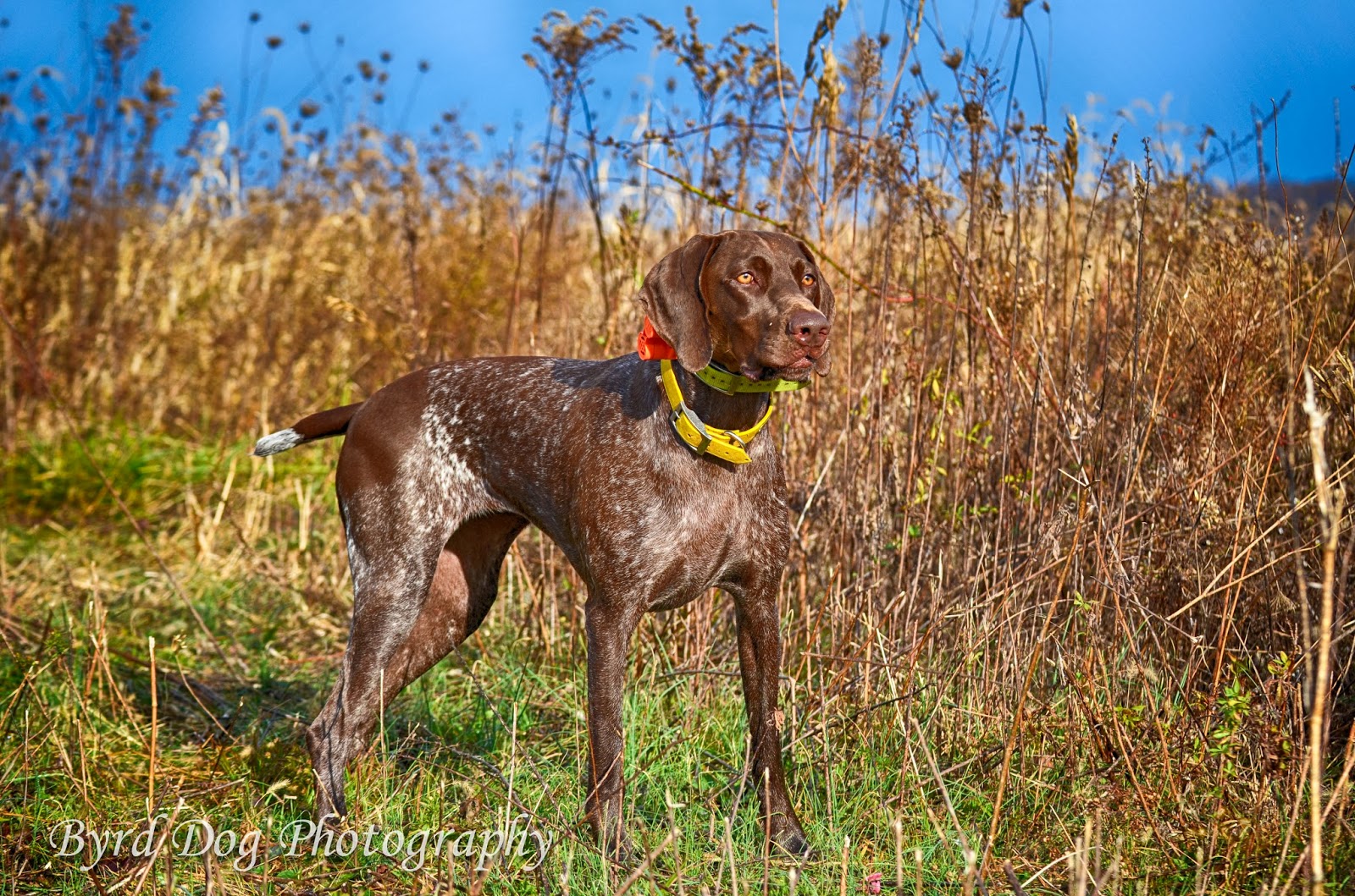 Adventures of a GSP Hunting Dog: First Pheasant Hunt of the Season!