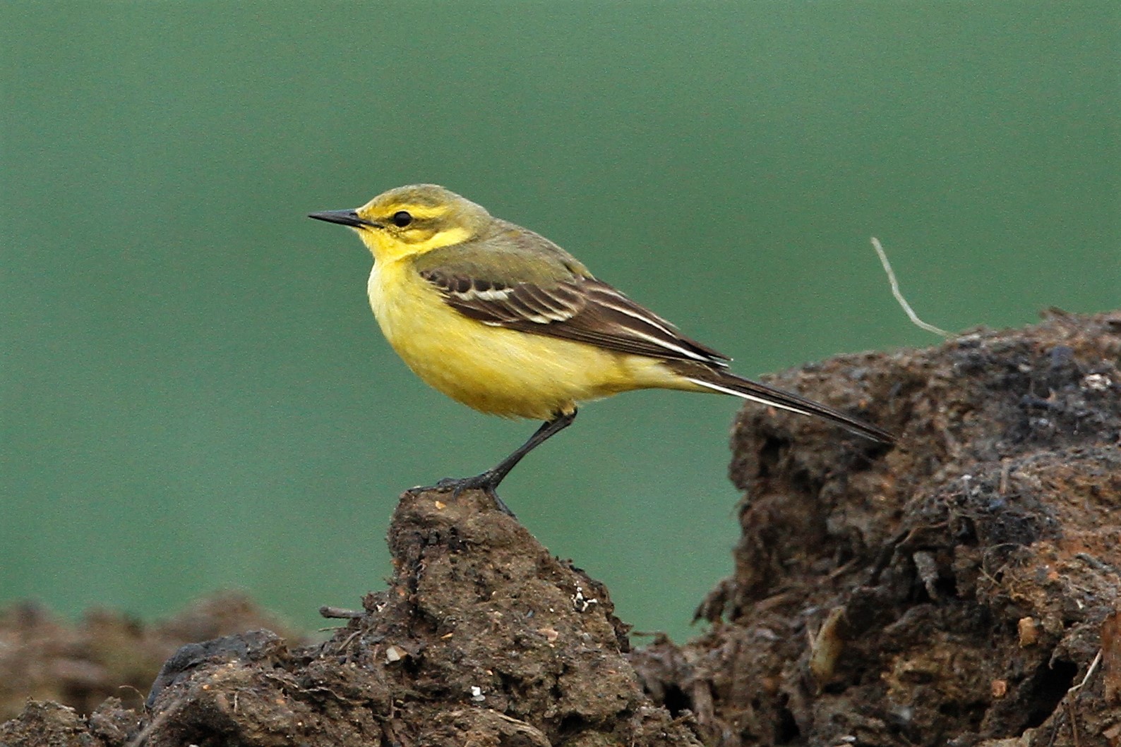 The Breckland Birder: Yellow Wagtail at Deopham Green, Norfolk