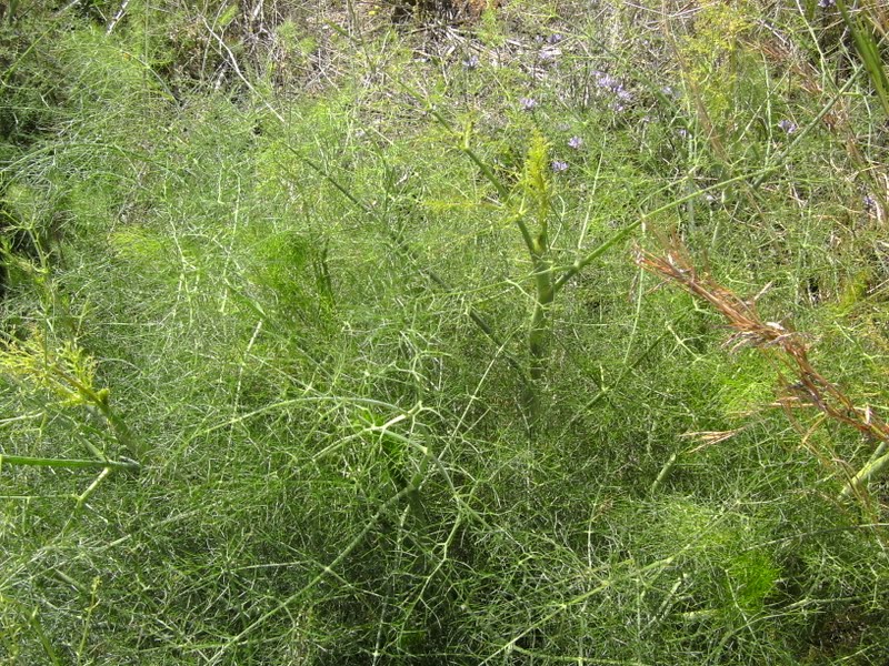 naturconsejos: HINOJO (Foeniculum vulgare)