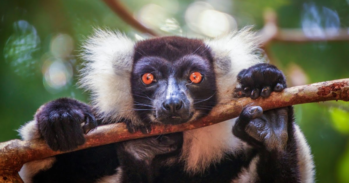 eScienceCommons: Experts warn of impending extinction of many of the ...