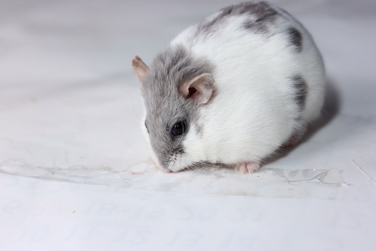 Gallery Hamster 8 ( Campbell Blue Mottled / Panda Blue ) | Hamster ...