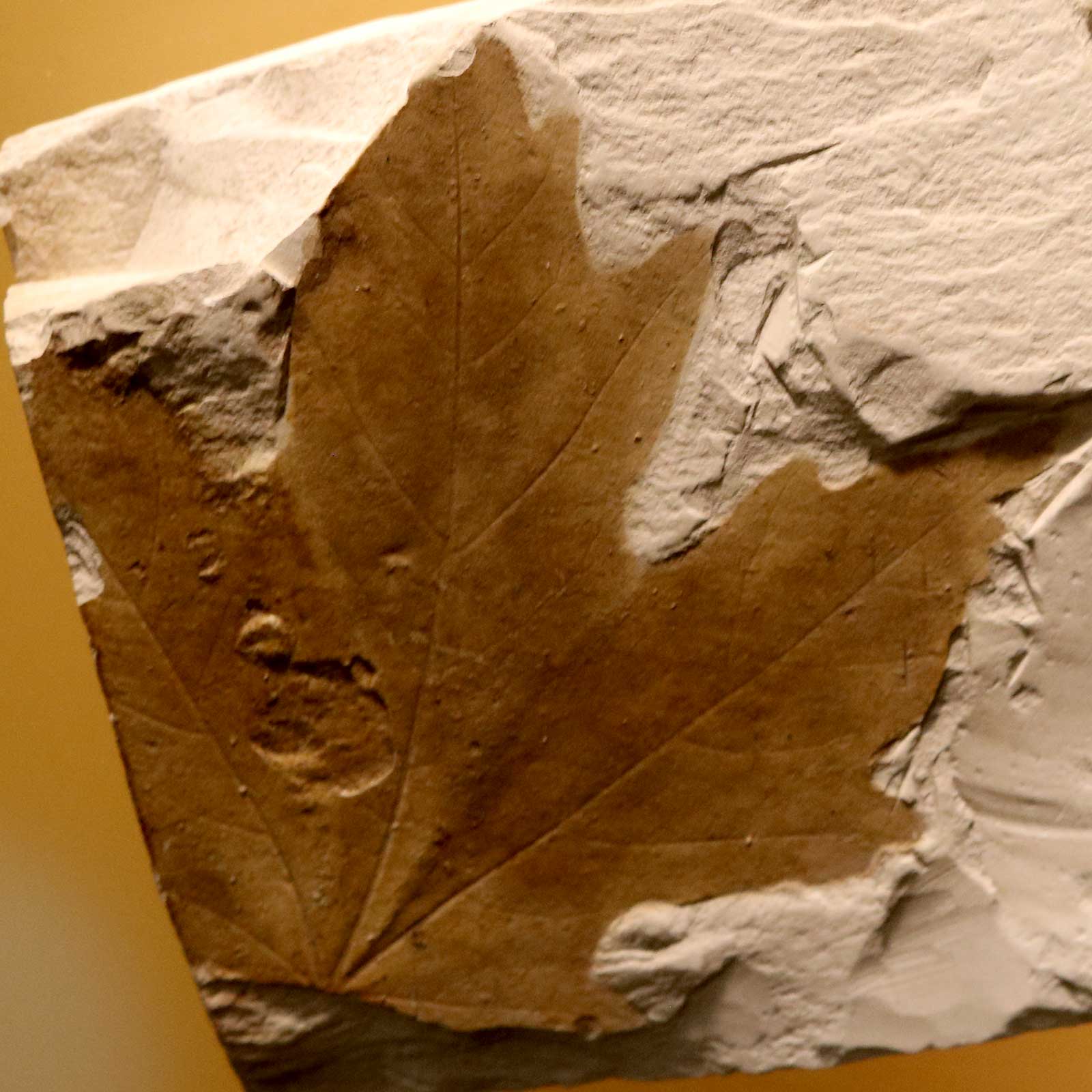 Acer Fossil