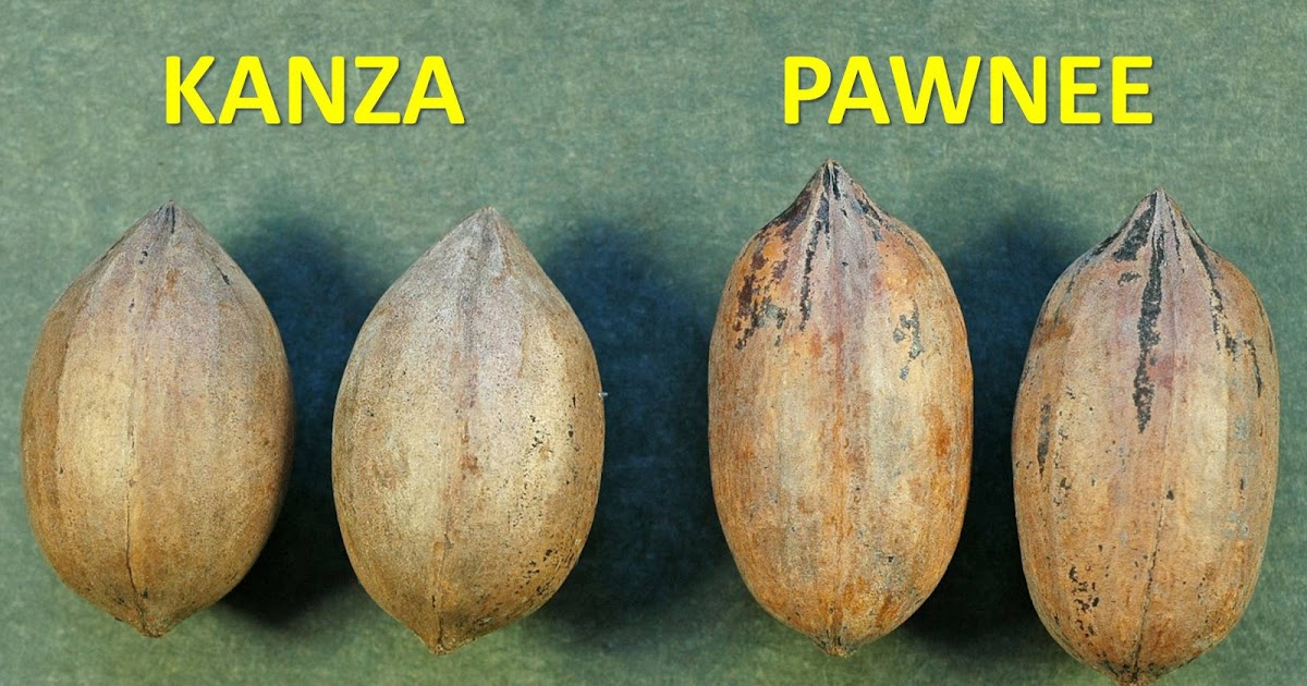 Northern Pecans: In the eye of the beholder: Kanza and Pawnee