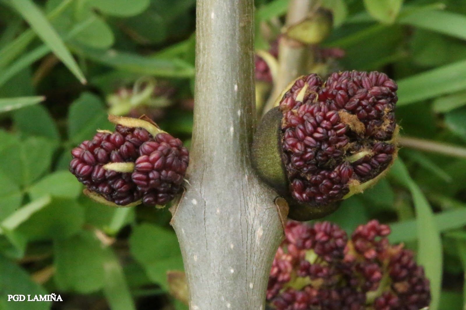 FRAXINUS EXCELSIOR. fresno común.