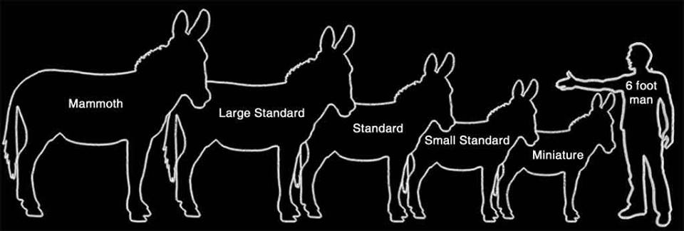 Foghorn Farm Donkey Training: New Donkey Owner Short FAQ