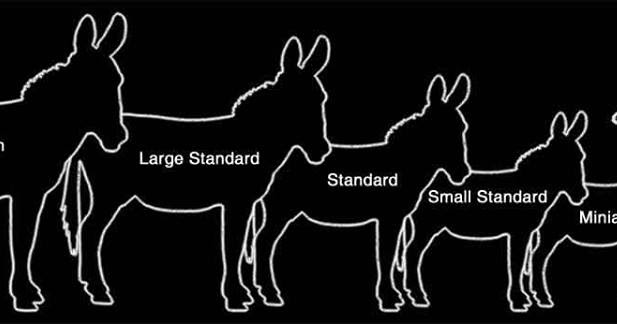 Foghorn Farm Donkey Training: New Donkey Owner Short FAQ