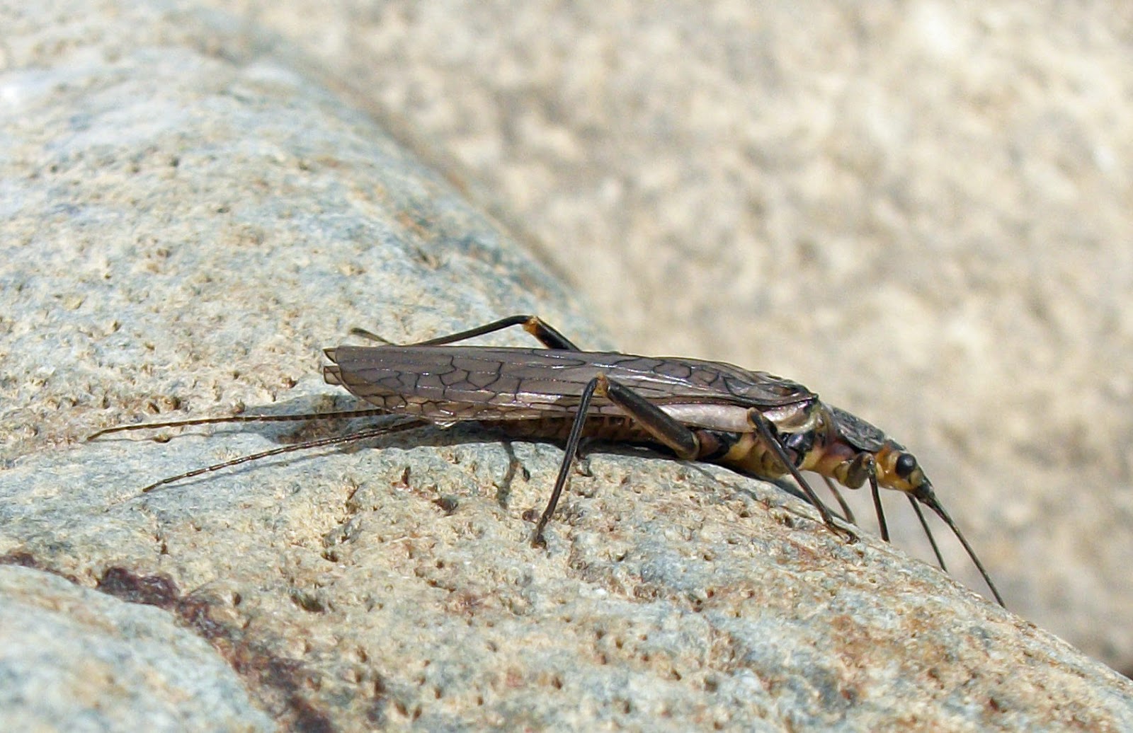 Jon Baiocchi Fly Fishing News: The Skwala Stonefly ~ Identification ...