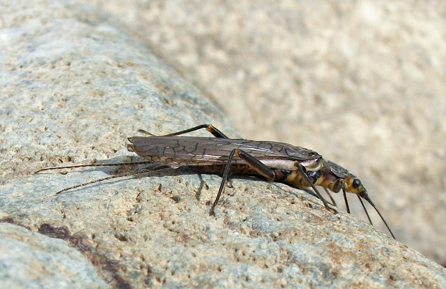 Jon Baiocchi Fly Fishing News: The Skwala Stonefly ~ Identification, Behavior, Fly Patterns, and ...