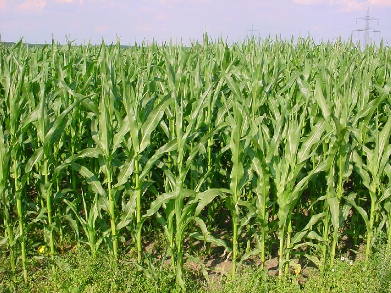 Chronicles of a Kenyan Farmer: Maize Imports in Kenya, Not Again!
