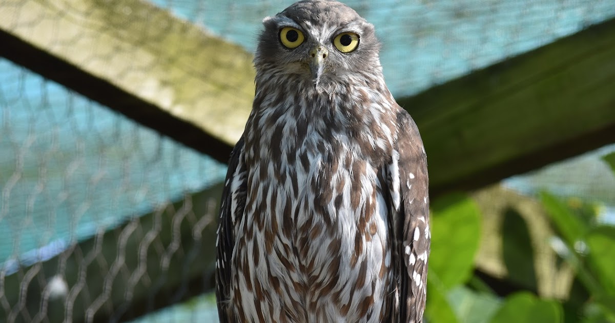 ZOOTOGRAFIANDO (6.100 ANIMALS): LECHUZA LADRADORA / BARKING OWL (Ninox ...