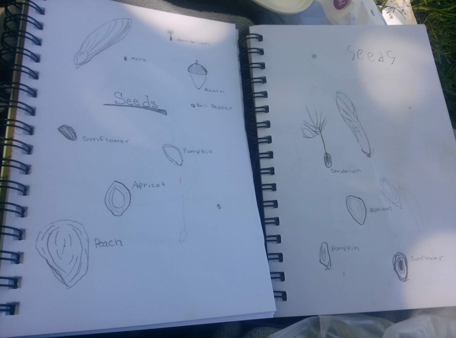 Nature Journaling: How to Get Started