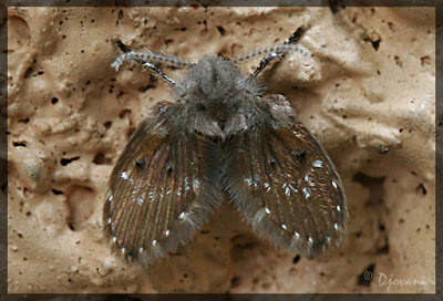 Variety of Life: Psychodinae