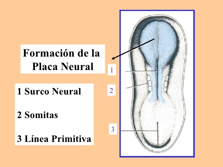 Ontogénesis del Sistema Nervioso : Formación y cierre de la placa neural.