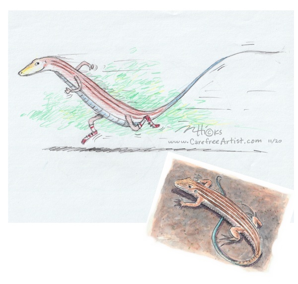 Whiptail Lizard Drawing