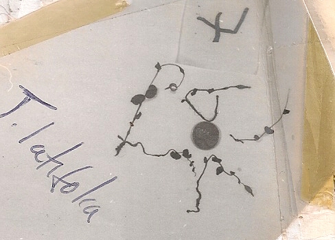 PLANT FAMILIES OF PUERTO RICO AND FLORIDA PAPO VIVES: ORCHIDACEAE ...