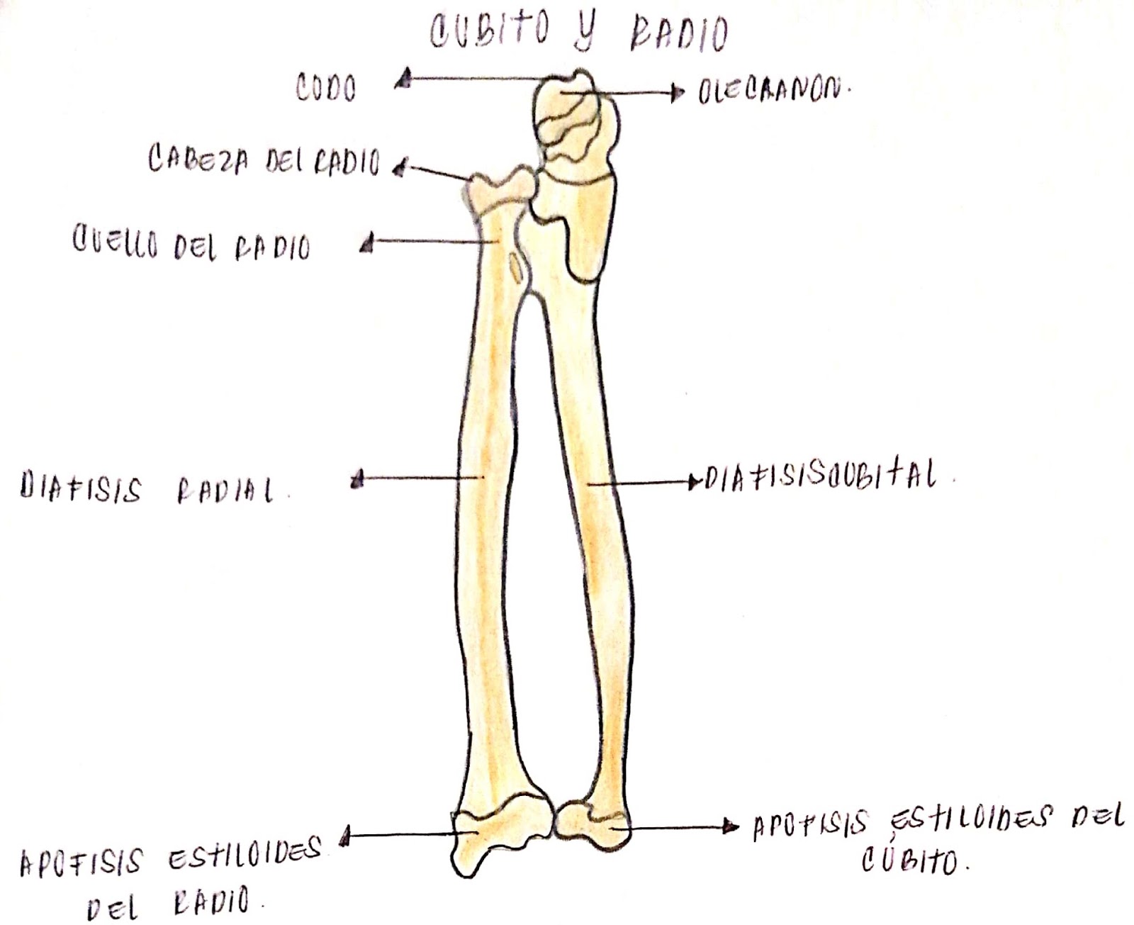 Anatomía Radiológica -Tarea 2 - grupo 154003_18