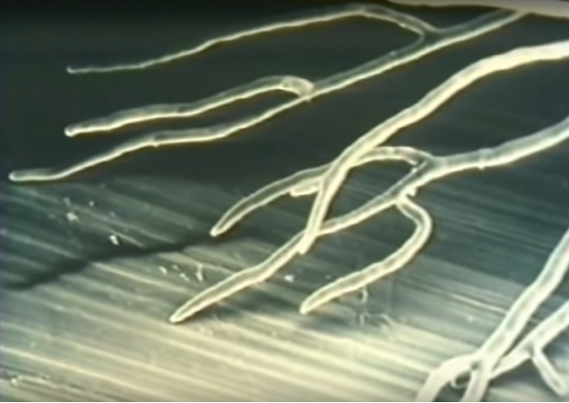 BIOLOGIA PARA A VIDA : abril 2022