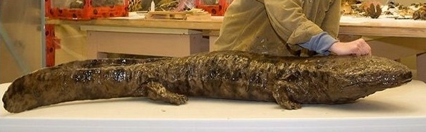 Monster-Animal: 10 Hewan Modern Terbesar di Dunia