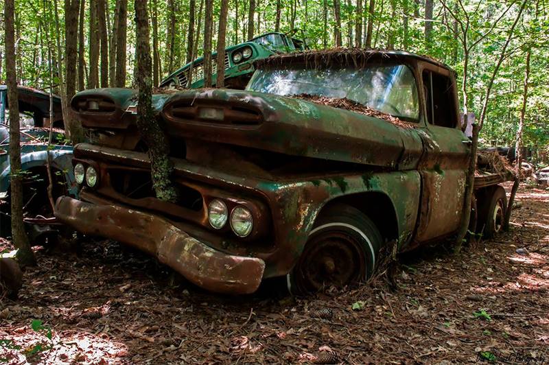 Chingum — Discover Curiosities: Trees Growing in Cars