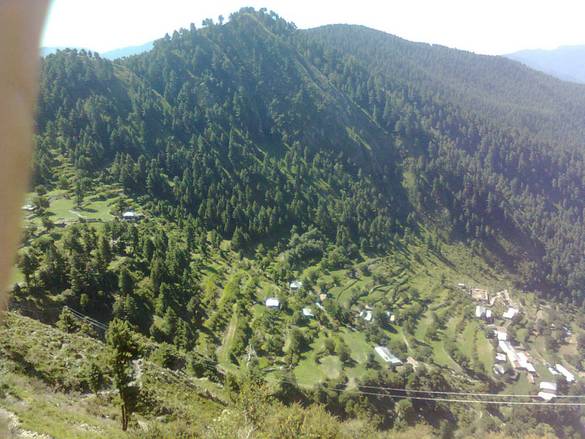 Pakistani Forests Pics - Pakistan in Photos