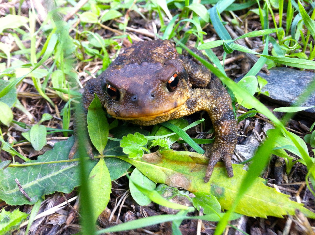 Pablo Velasco. Guía de Alta Montaña: Maestro Guindilla + Techo del Maya ...