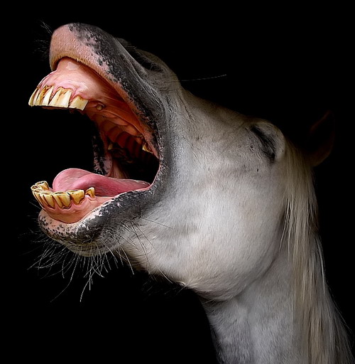 Funny Horse Smile | 100knot