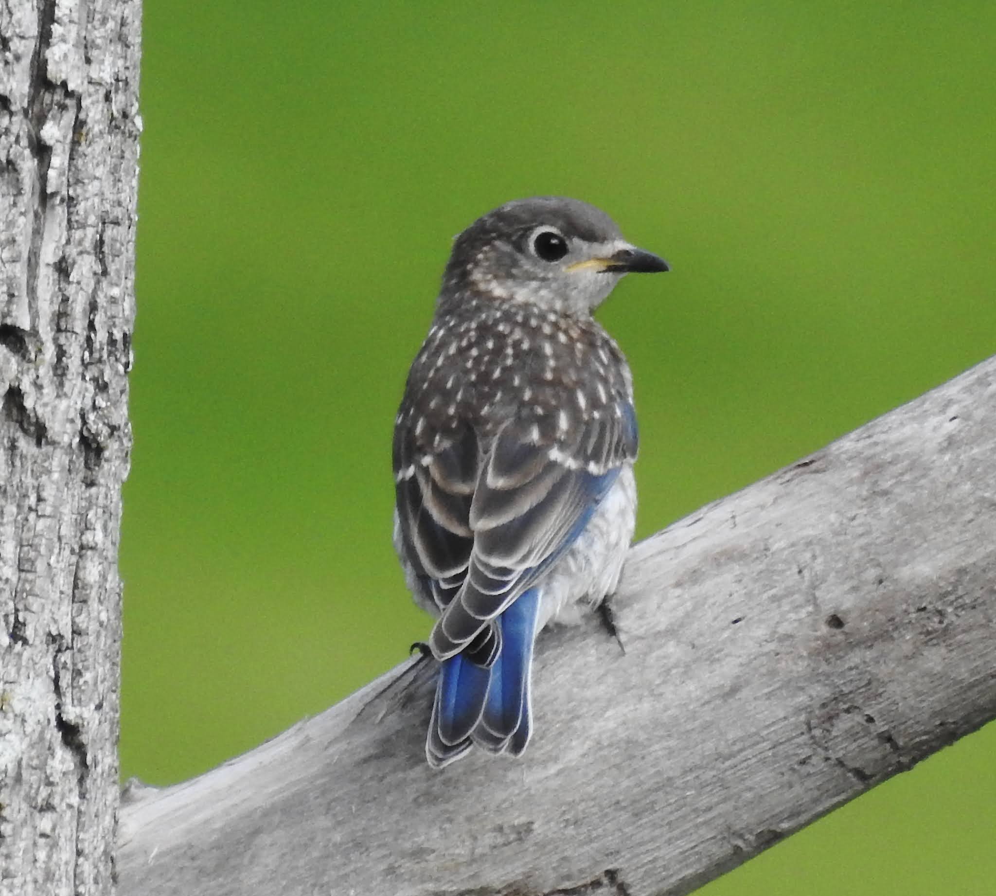 Bev's Nature Blog: Eastern Bluebird Juveniles