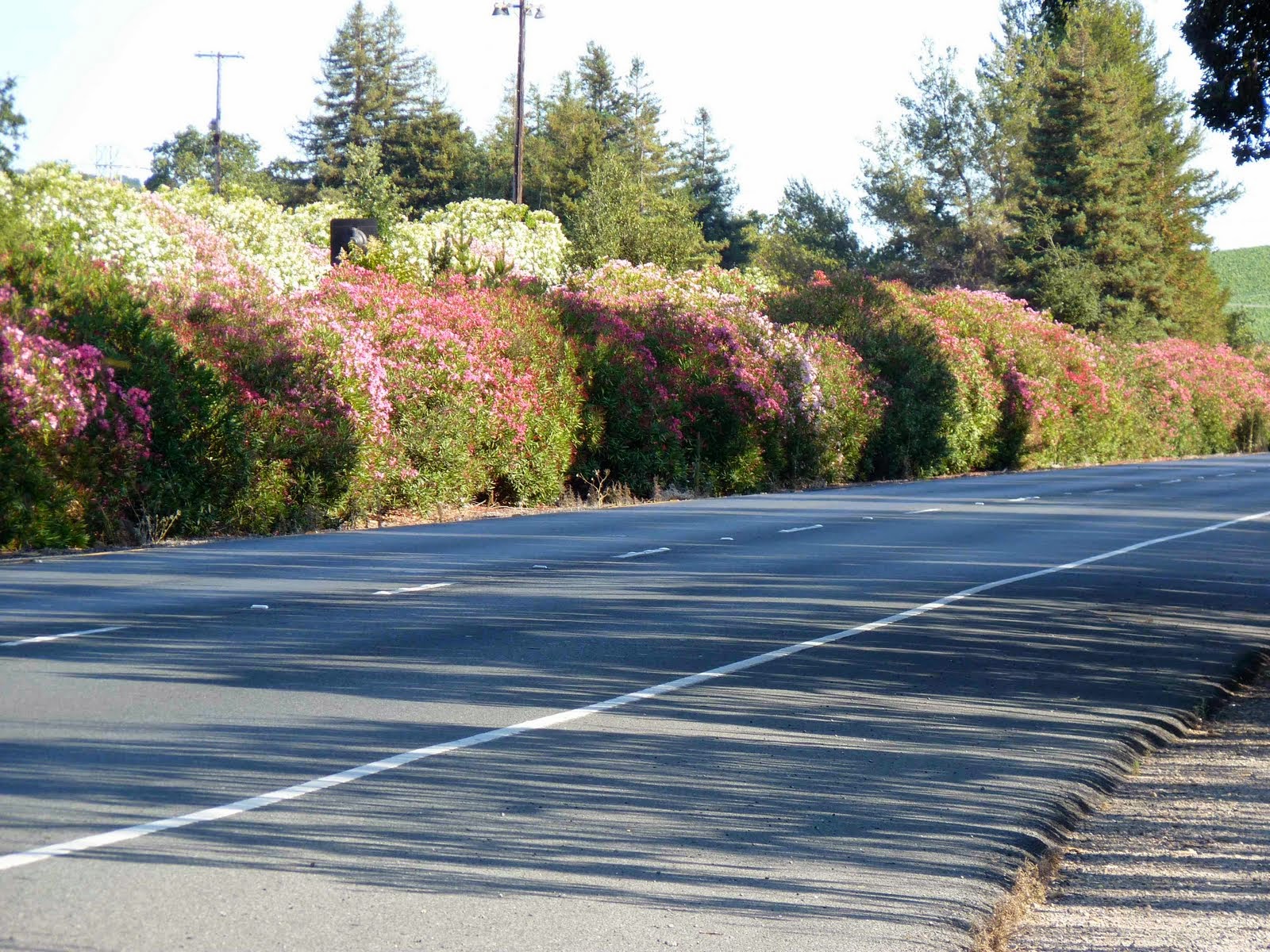 Fish Out of Water: Day 44: Highway Oleanders