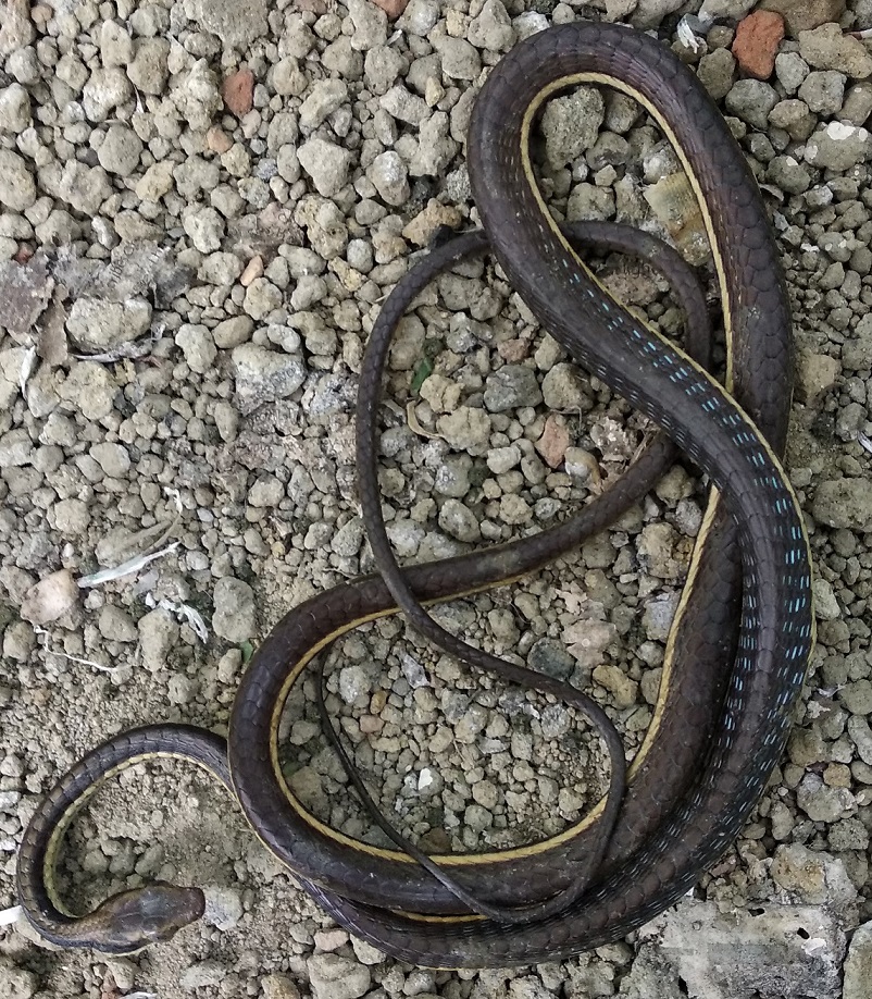 SPECIES OF SNAKES FOUND IN ASSAM